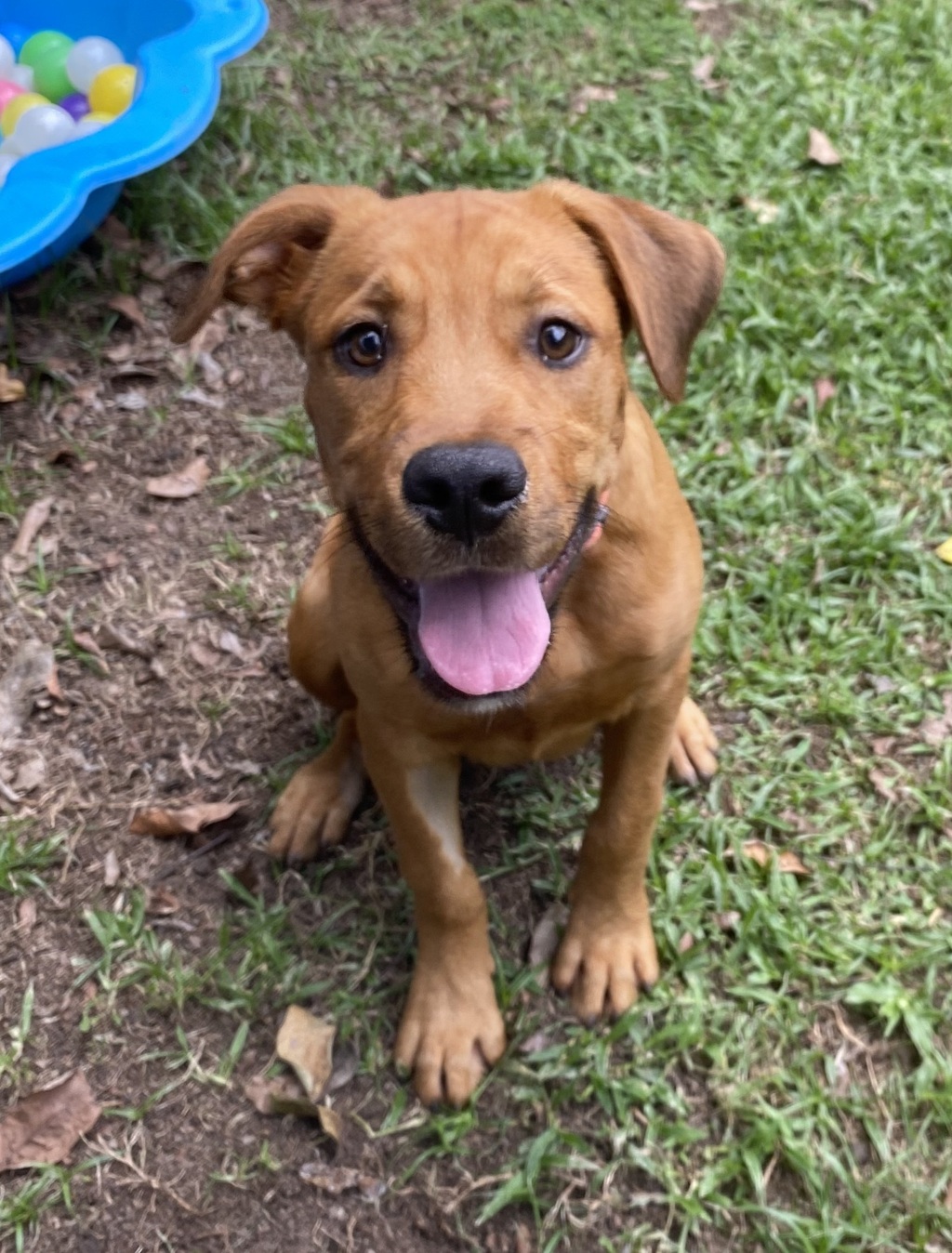 Maisy - Large Female Rottweiler Mix Dog in QLD - PetRescue