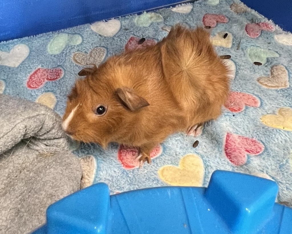 Tater Tot - Female Short-hair Abyssinian Mix Guinea Pig in ACT - PetRescue