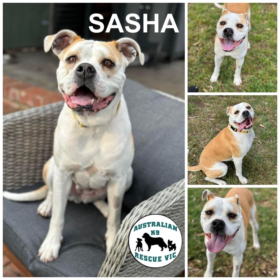 Sasha - Medium Female Boxer Mix Dog in VIC - PetRescue