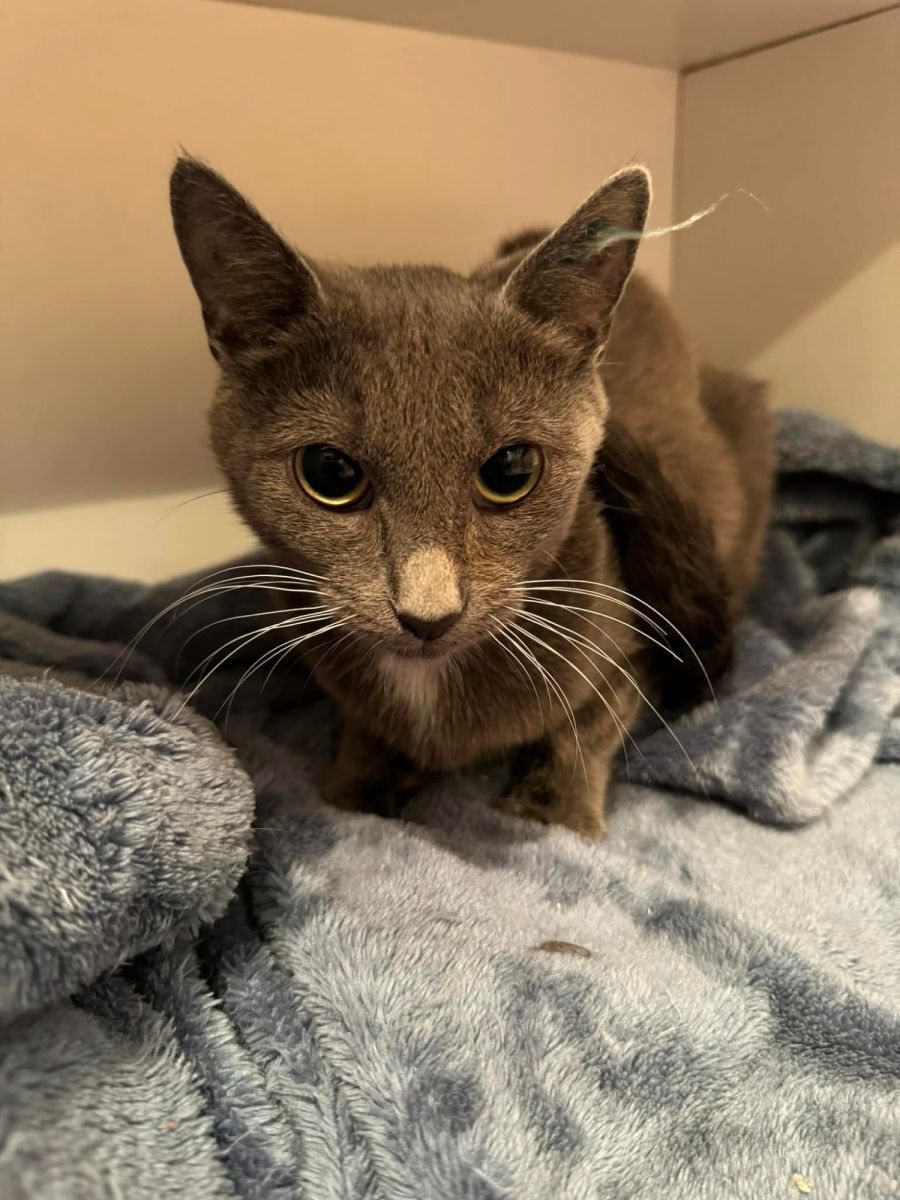 Madelyn - Female Domestic Short Hair Cat in VIC - PetRescue