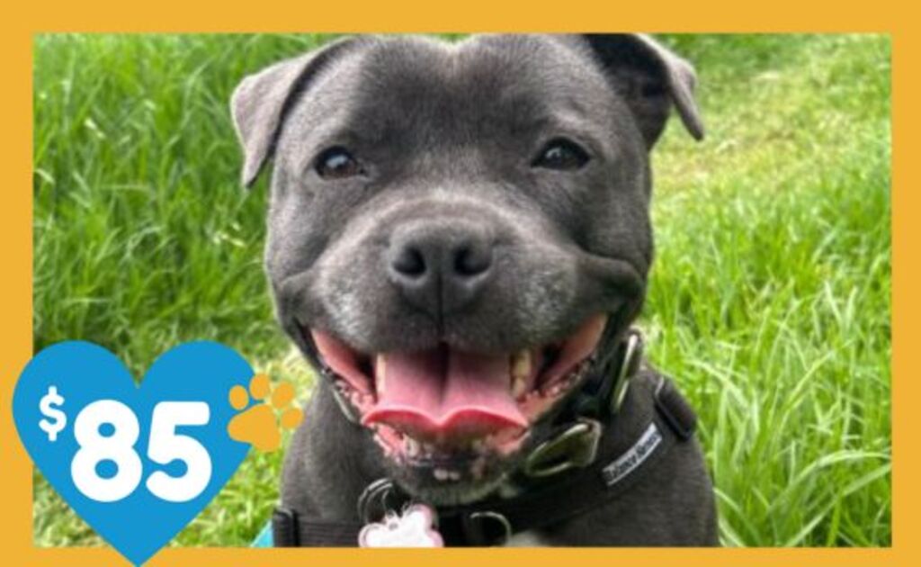 Skylar - Medium Female Staffy Mix Dog in VIC - PetRescue