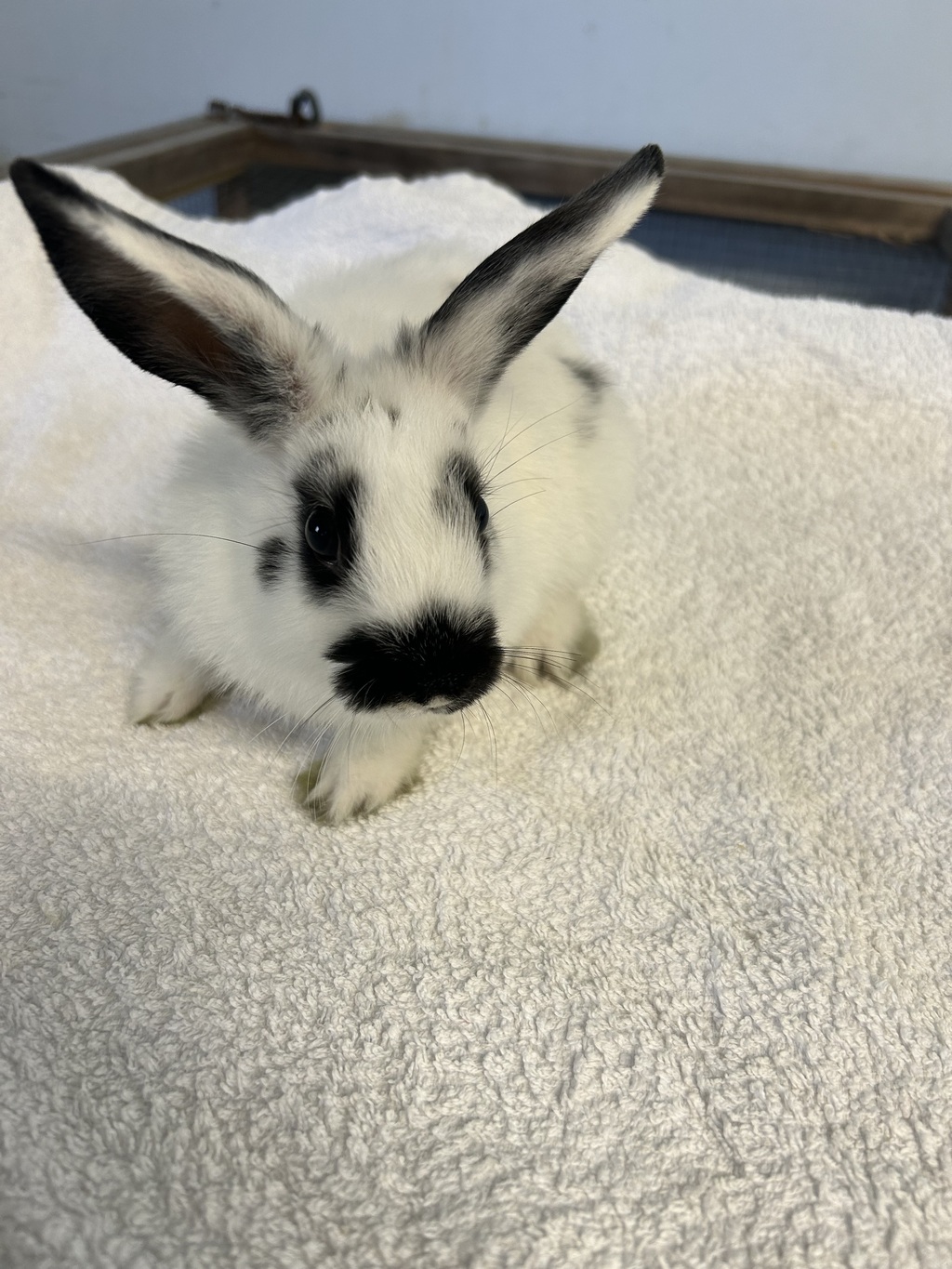 Weet Bix - Female Bunny Rabbit Mix Rabbit in WA - PetRescue