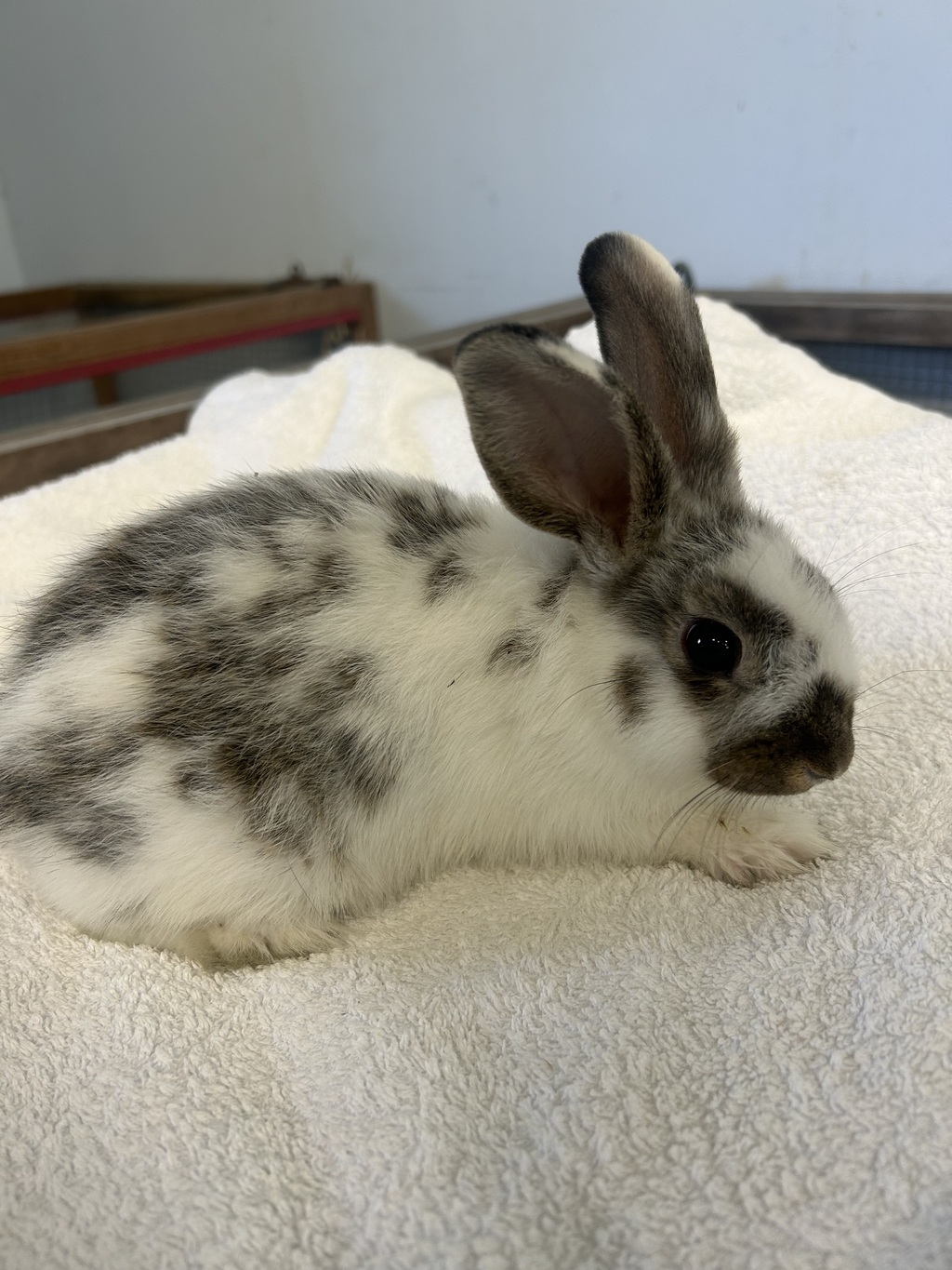 Coco Pops - Male Bunny Rabbit Mix Rabbit in WA - PetRescue