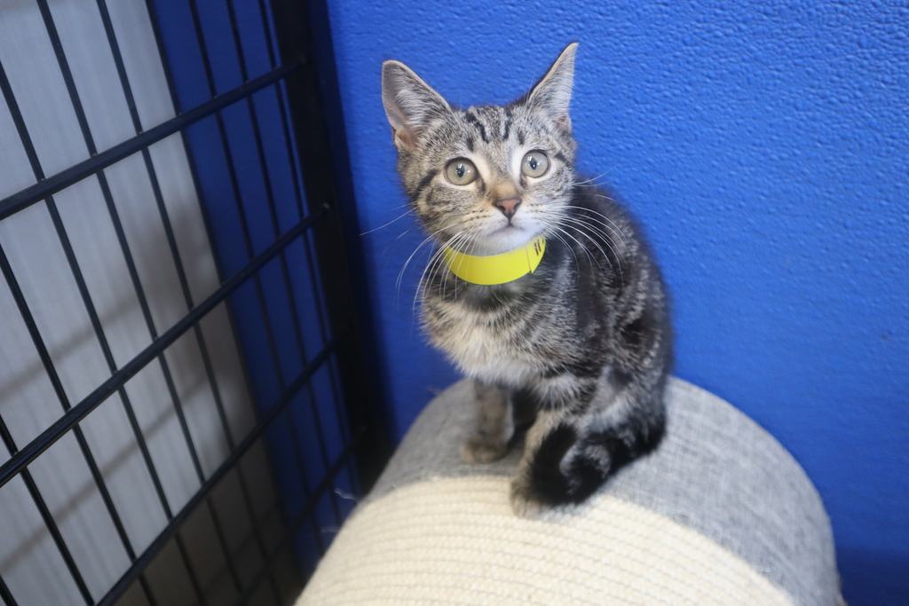 Snookie - Female Domestic Short Hair Mix Cat in VIC - PetRescue