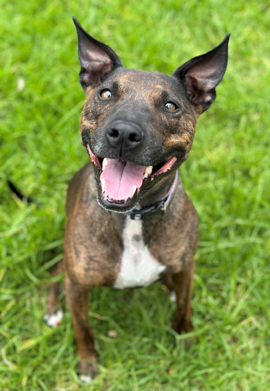 Thea - Medium Female Staffy Dog in NSW - PetRescue