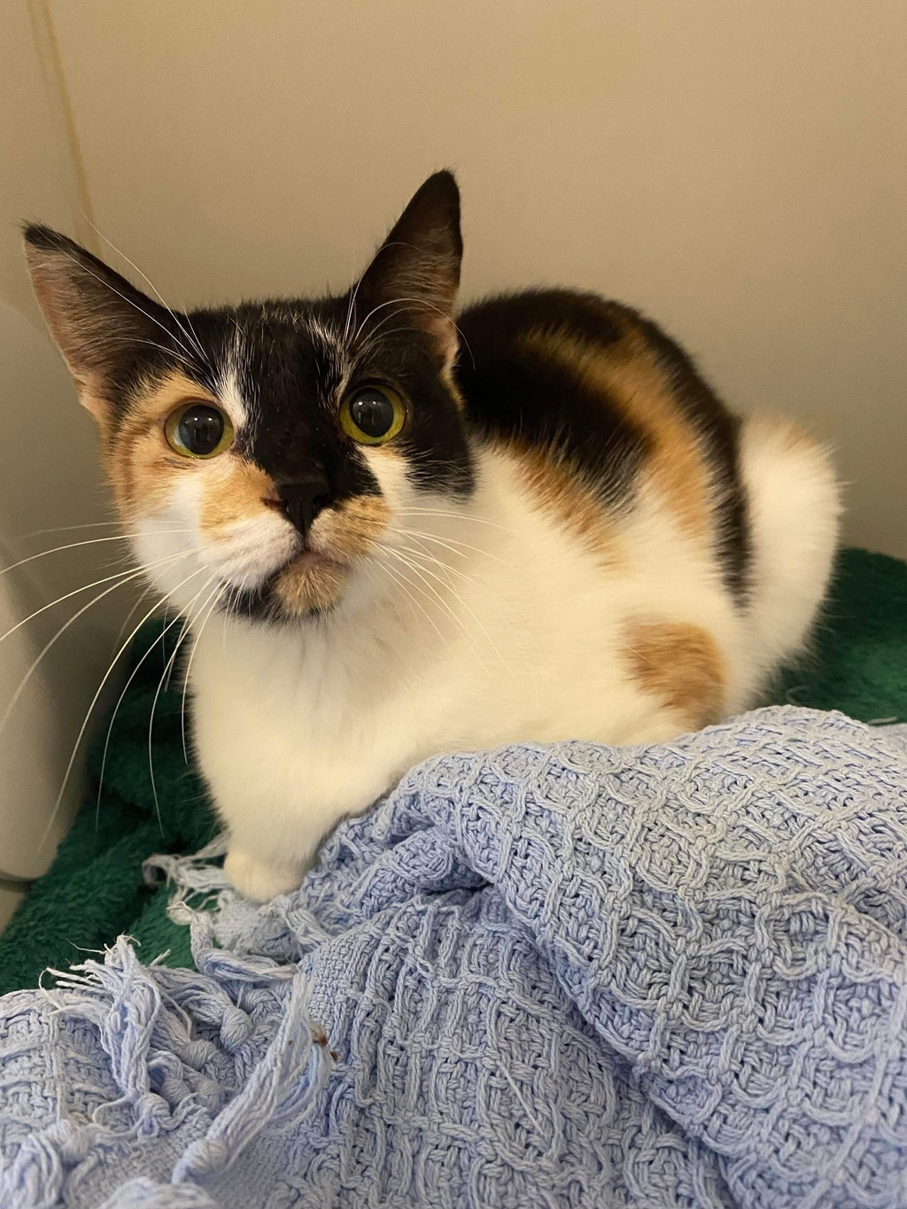 Jamie - Female Dsh Mix Cat in WA - PetRescue