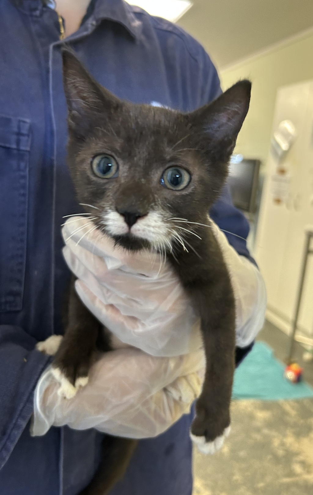 Portobello - Female Dsh Mix Cat in WA - PetRescue