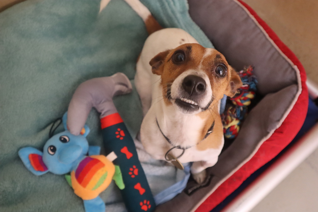 Bark Kent - Small Male Jack Russell Terrier Mix Dog in VIC - PetRescue