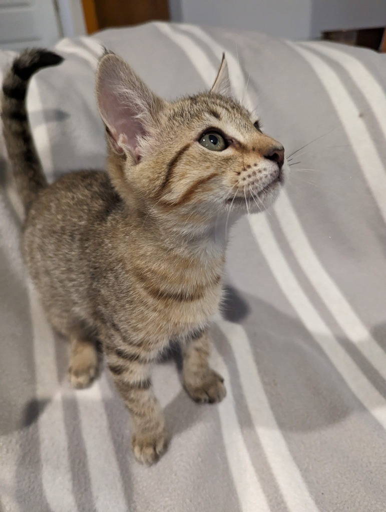 Eclair - Petstock - Male Domestic Short Hair Cat in TAS - PetRescue