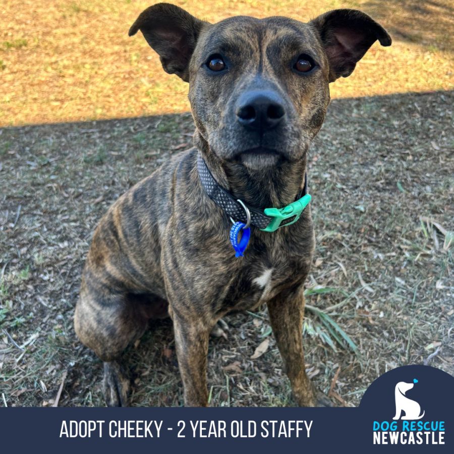 Cheeky - 2 Year Old Staffy - Medium Female Staffy Dog in NSW - PetRescue