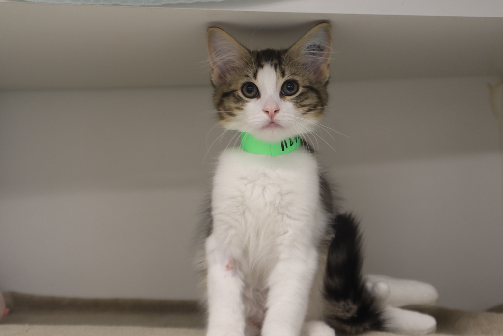 Darcy - Male Domestic Medium Hair Mix Cat in VIC - PetRescue
