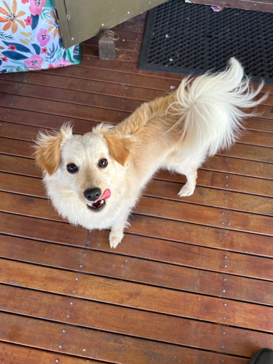 Lucy - Small Female Spitz x Poodle Mix Dog in VIC - PetRescue
