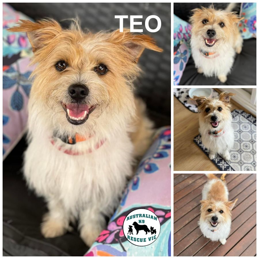 Teo - Small Male Jack Russell Terrier Mix Dog in VIC - PetRescue