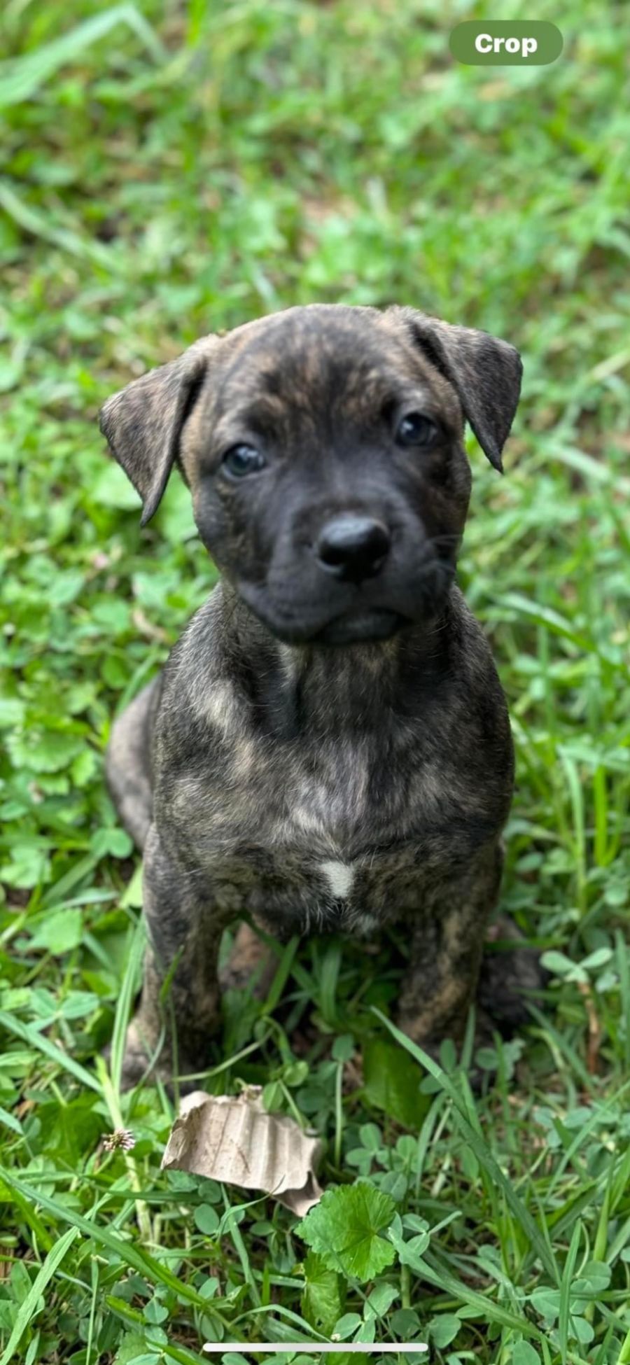 Dolce - Medium Male Staffy Mix Dog in VIC - PetRescue