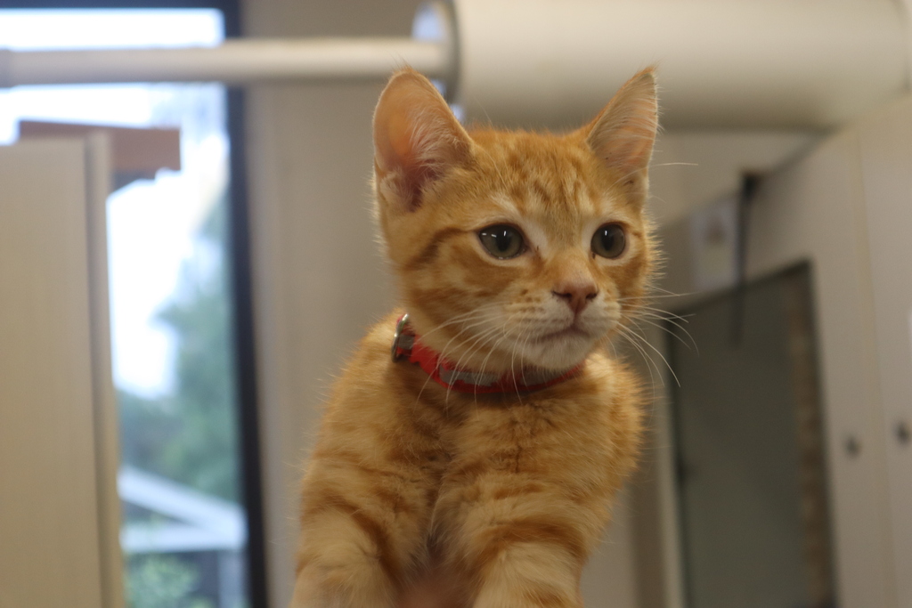 Rambo - Male Domestic Short Hair Mix Cat in VIC - PetRescue