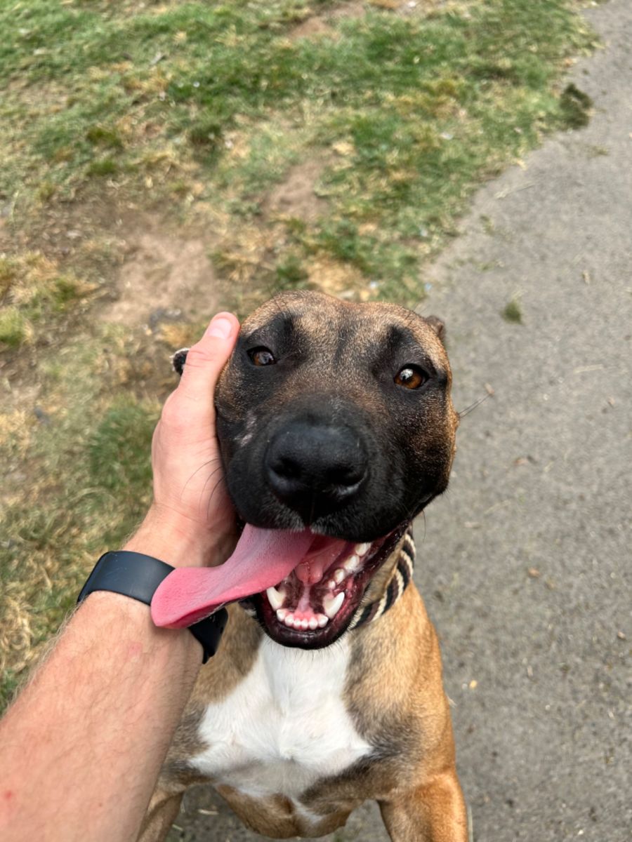 Shadow - Medium Female American Staffordshire Terrier Mix Dog in VIC ...