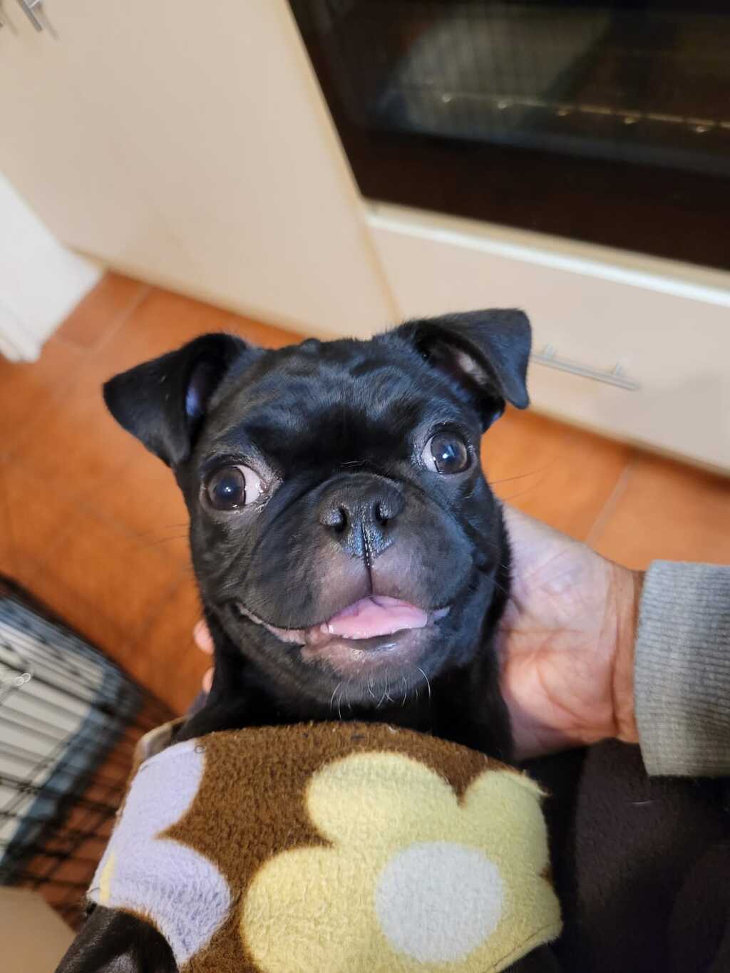 Lola - Small Female Pug Dog in VIC - PetRescue