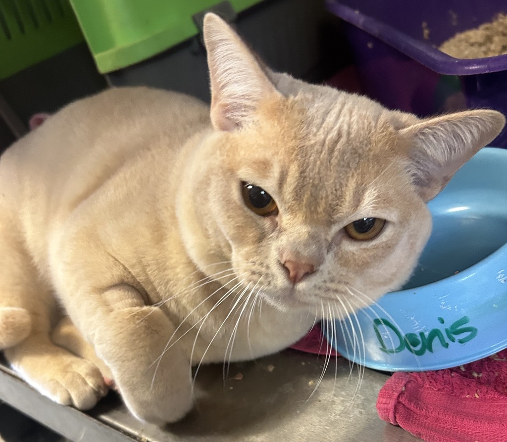 Dennis The Menace - Male Burmese Mix Cat in WA - PetRescue