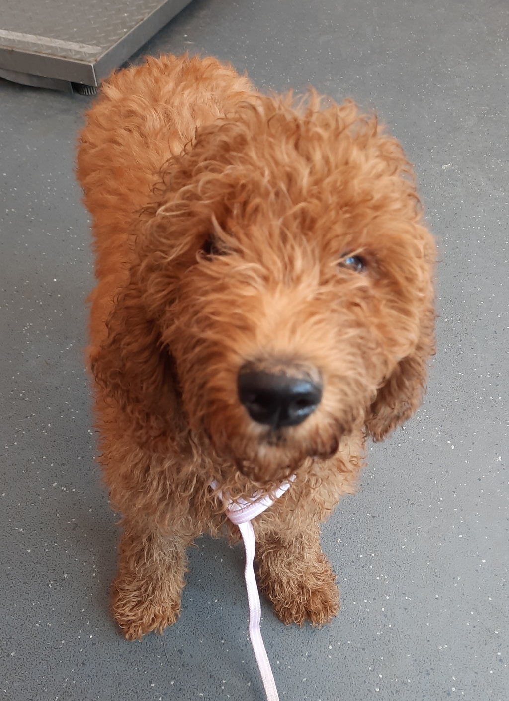 Bella - Small Female Groodle Dog in VIC - PetRescue