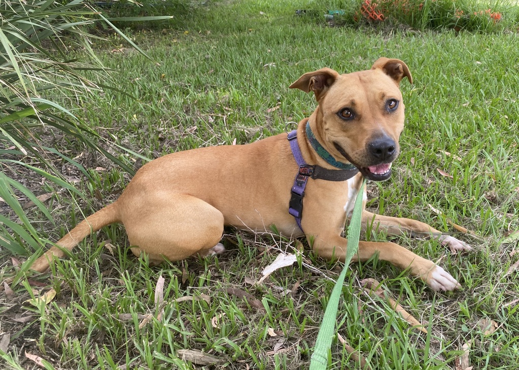 Ellie - Medium Female American Staffordshire Bull Terrier Mix Dog in ...