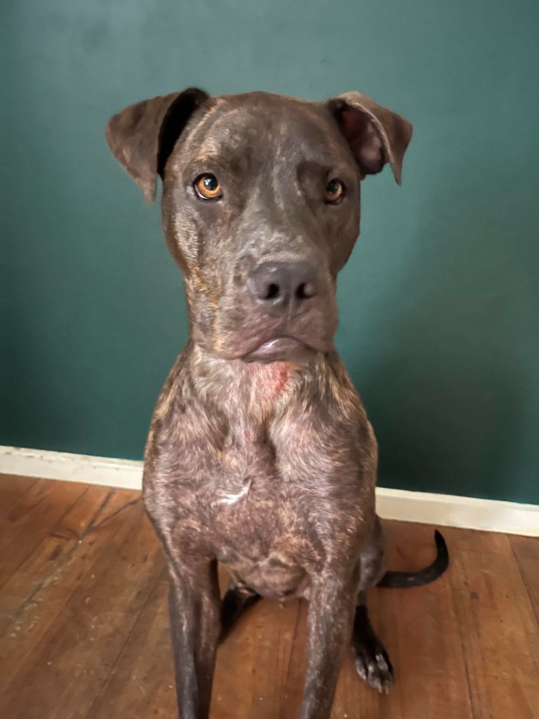 Toblerone - Large Male Staffordshire Bull Terrier x Mixed Breed Mix Dog ...