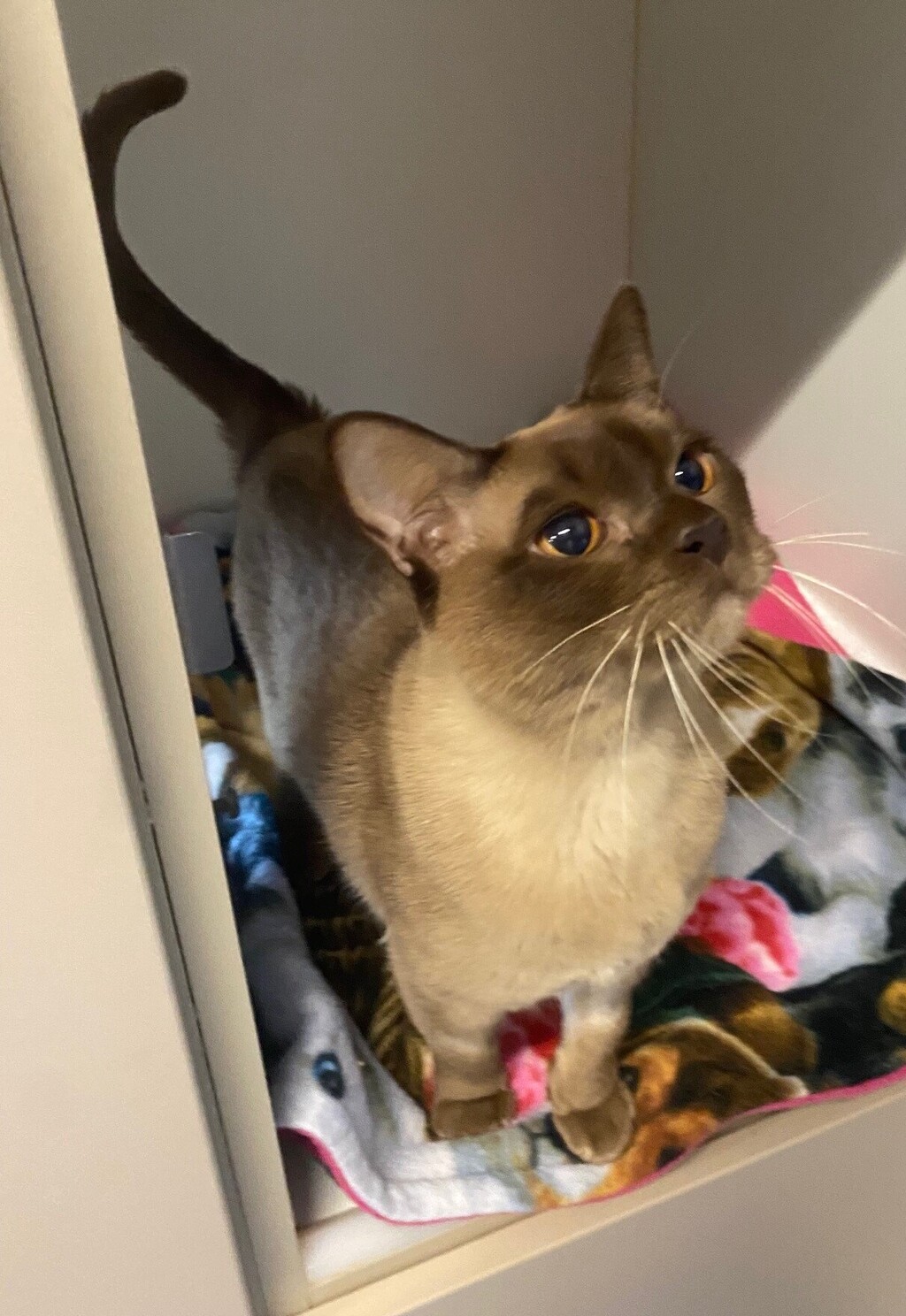 Brooke Lynn Hytes - Female Burmese Mix Cat in WA - PetRescue