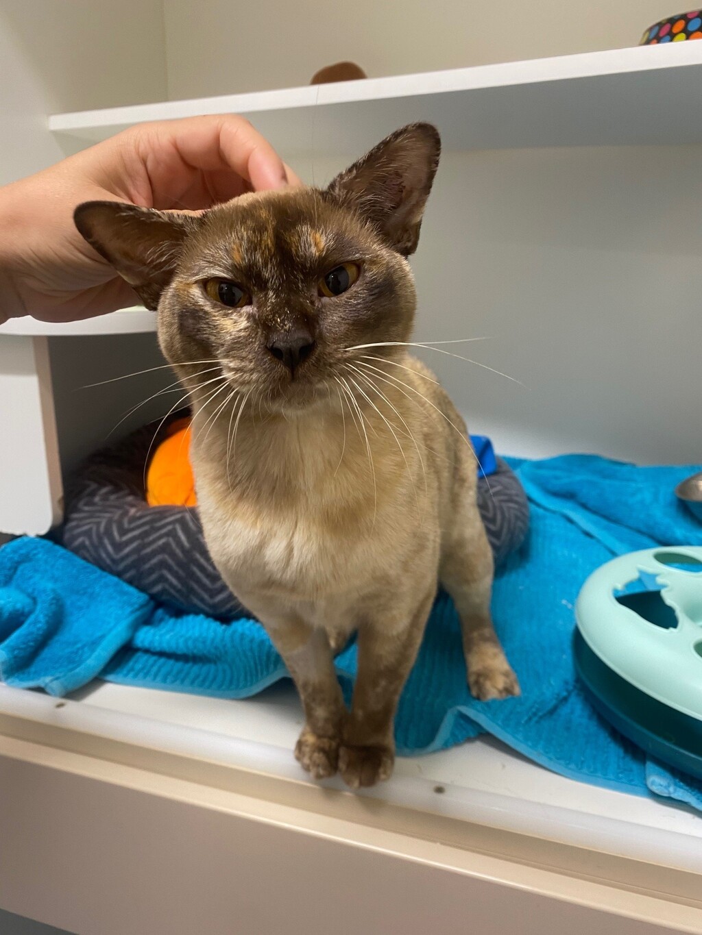 Gigi Goode - Female Burmese Mix Cat in WA - PetRescue
