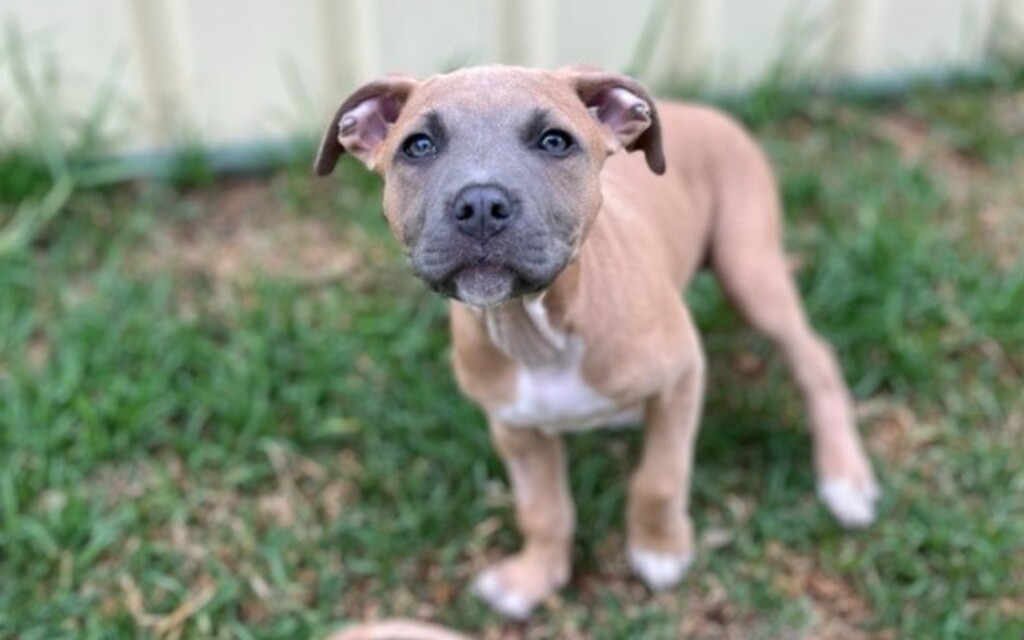 Shadow - Small Female Staffy Mix Dog in VIC - PetRescue