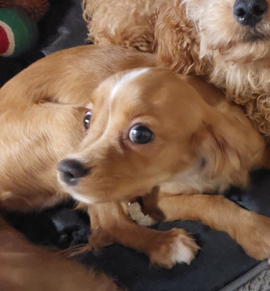 Bandido - Small Male Cocker Spaniel Mix Dog in NSW - PetRescue