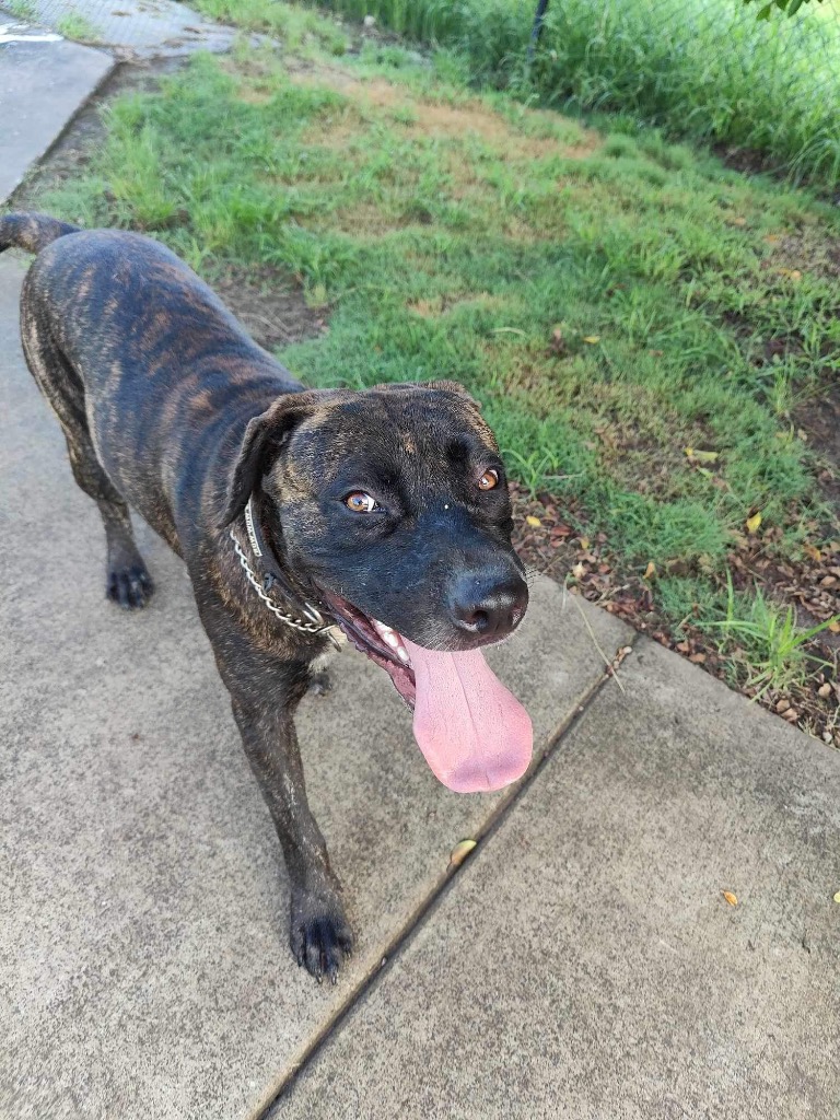 Simper - Large Male Mixed Breed x Mixed breed Mix Dog in QLD - PetRescue
