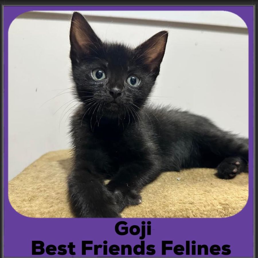 Goji - Male Domestic Short Hair Cat in QLD - PetRescue