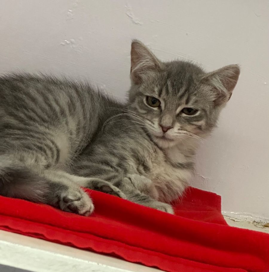 Piglet - Male Domestic Short Hair Cat in VIC - PetRescue