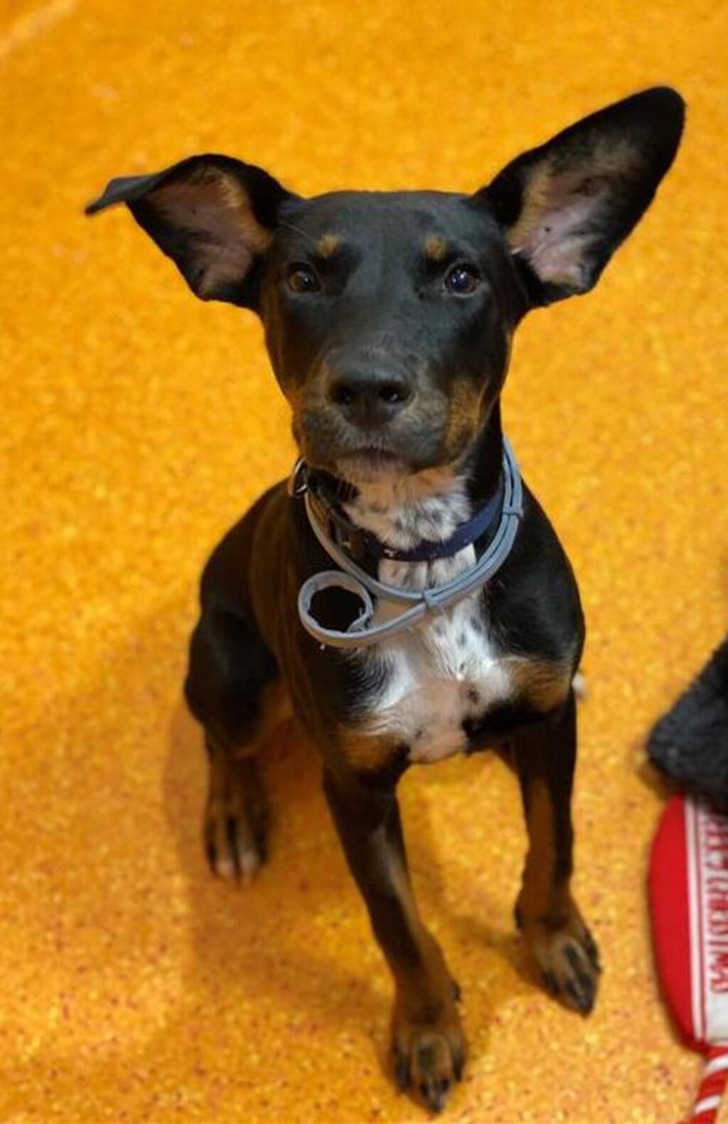 Rafa - Medium Male Kelpie Mix Dog in QLD - PetRescue