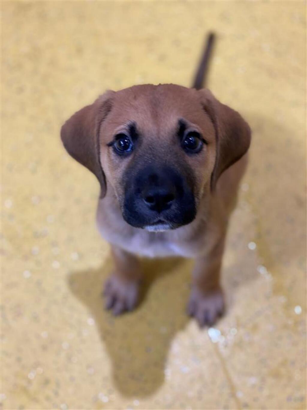 Oscar - Medium Male Medium Cross Breed Mix Dog in QLD - PetRescue