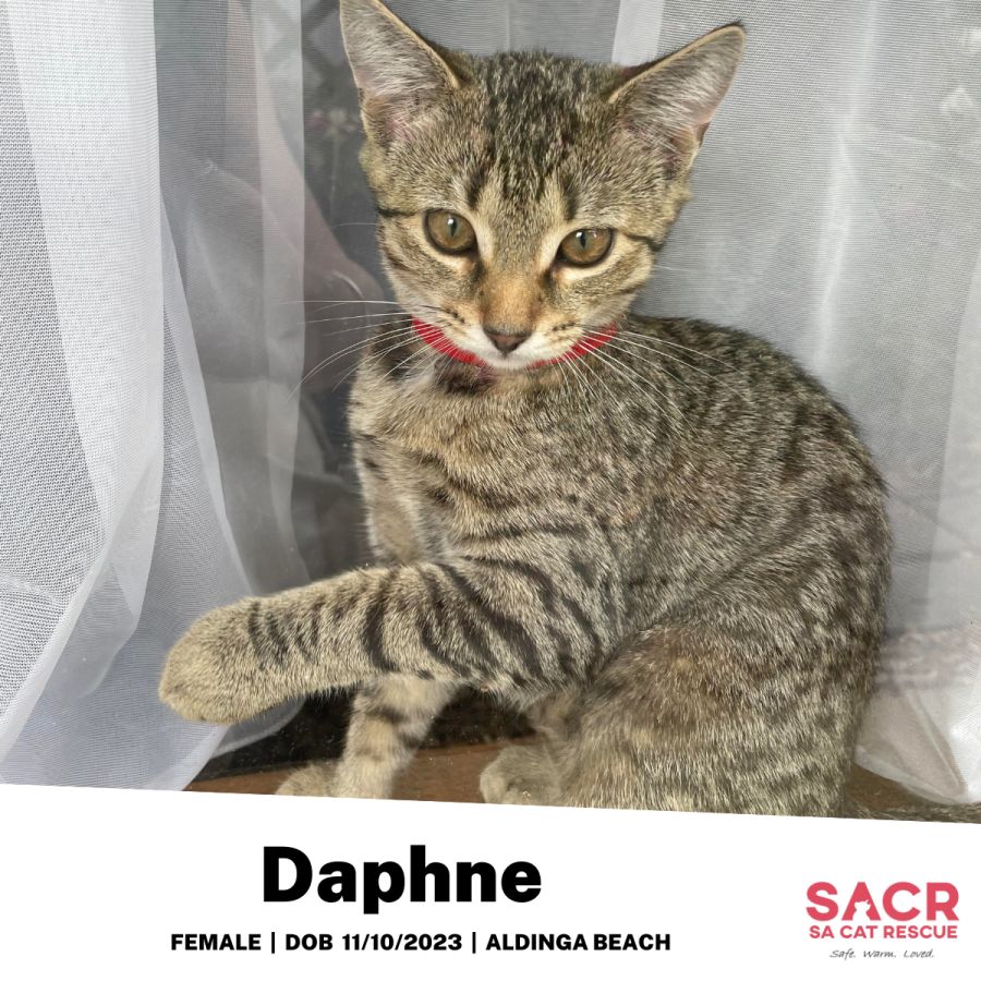 Daphne - Female Domestic Short Hair Cat in SA - PetRescue