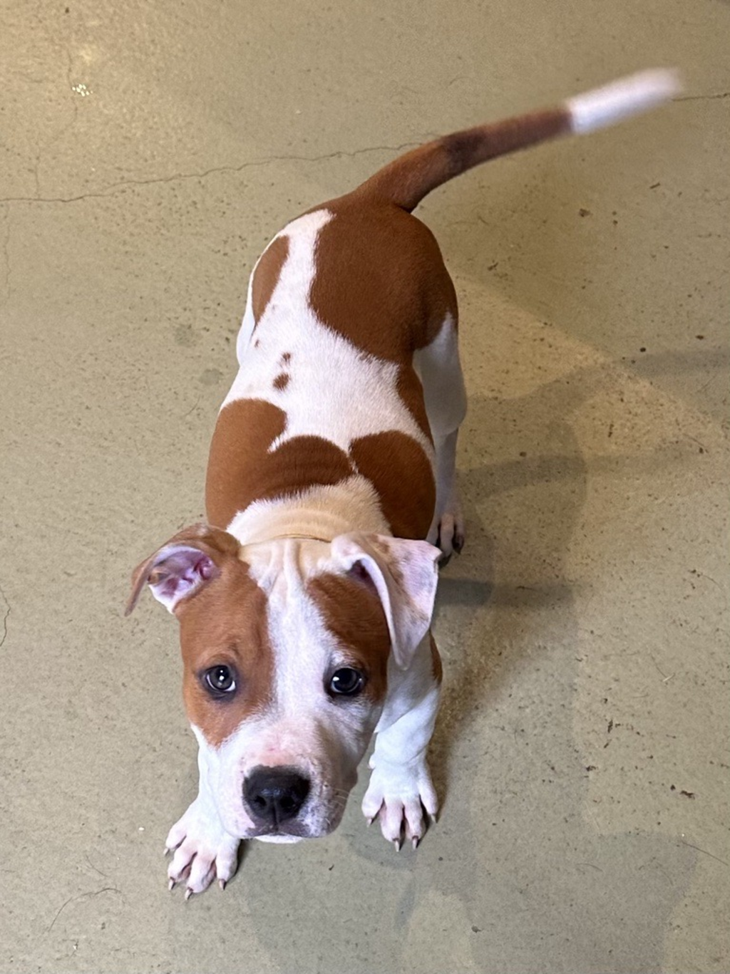 Lexi - Medium Female American Staffordshire Terrier Dog in VIC - PetRescue