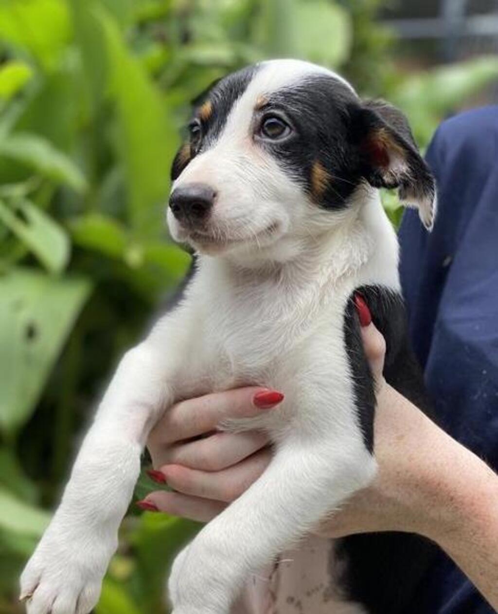 Jackie - Medium Female Border Collie x Dachshund Mix Dog in QLD - PetRescue