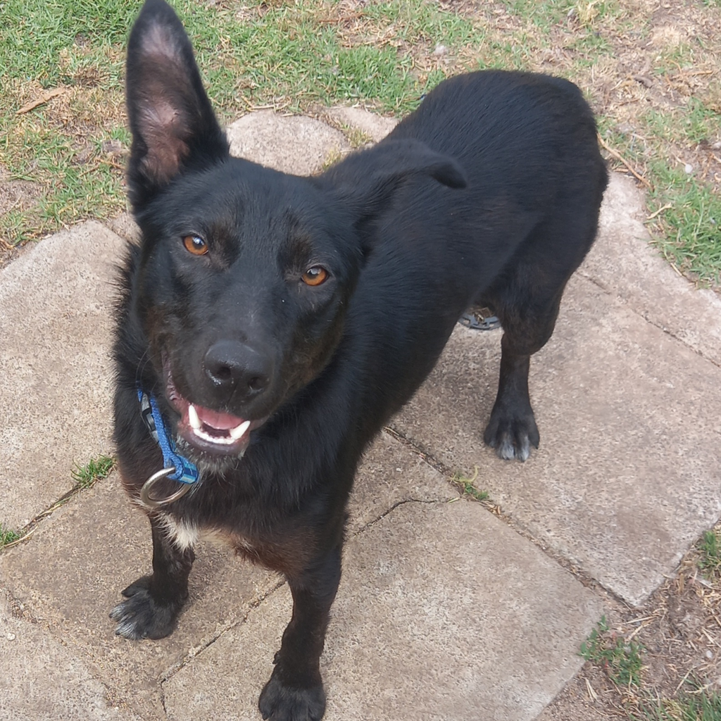 Crash - Large Male Border Collie x Kelpie Mix Dog in VIC - PetRescue