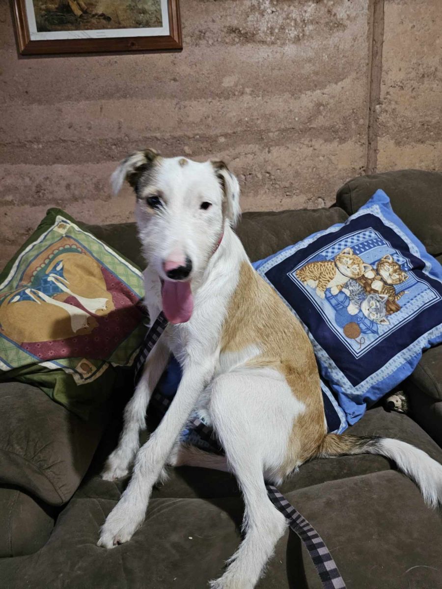 Obie - Large Male Staghound Mix Dog in VIC - PetRescue