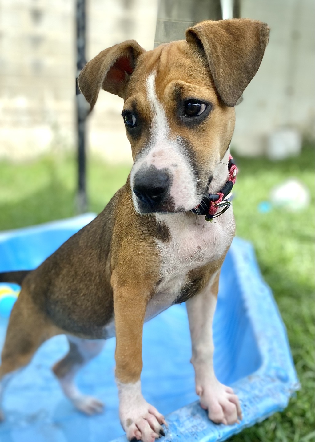 Poppet - Medium Female Shar Pei x English Pointer Mix Dog in QLD ...