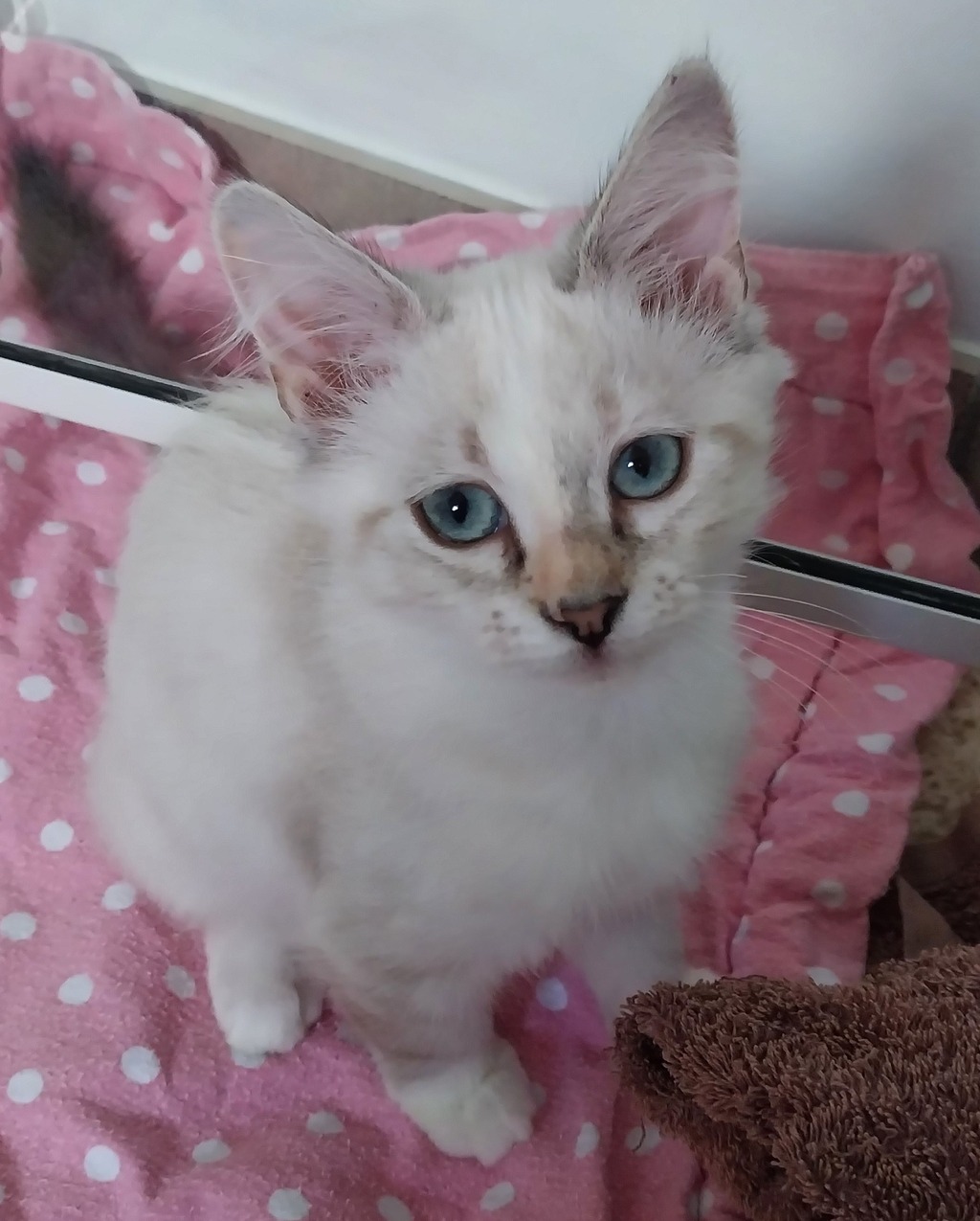 Pearl - Female Ragdoll Mix Cat in QLD - PetRescue