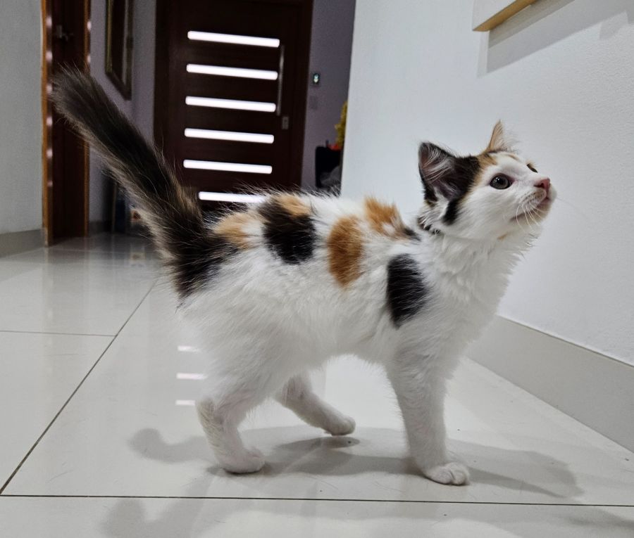 Honey - Female Domestic Long Hair Cat in NSW - PetRescue