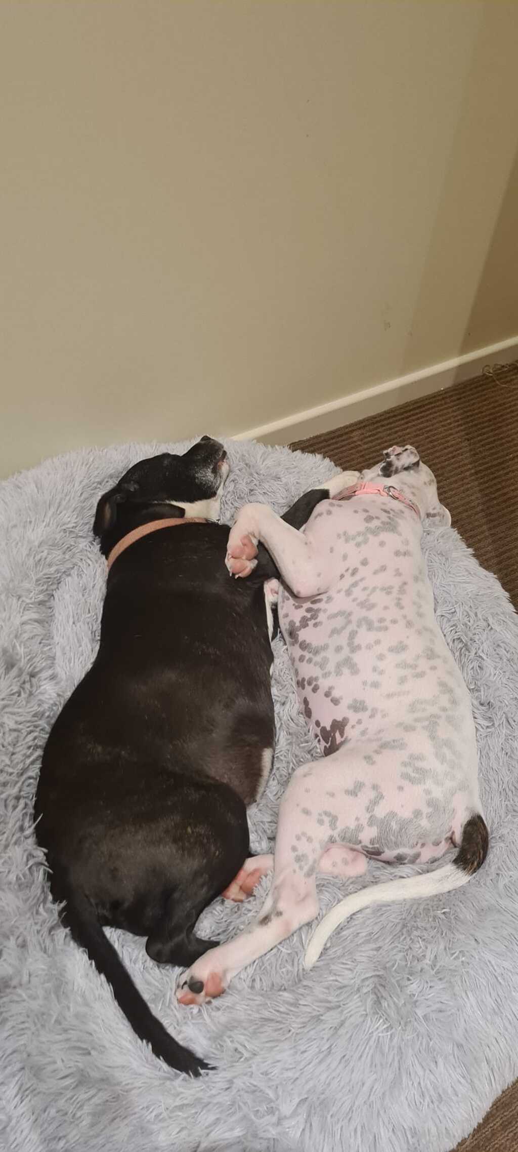 Buffy - Large Female Staffy Mix Dog in VIC - PetRescue