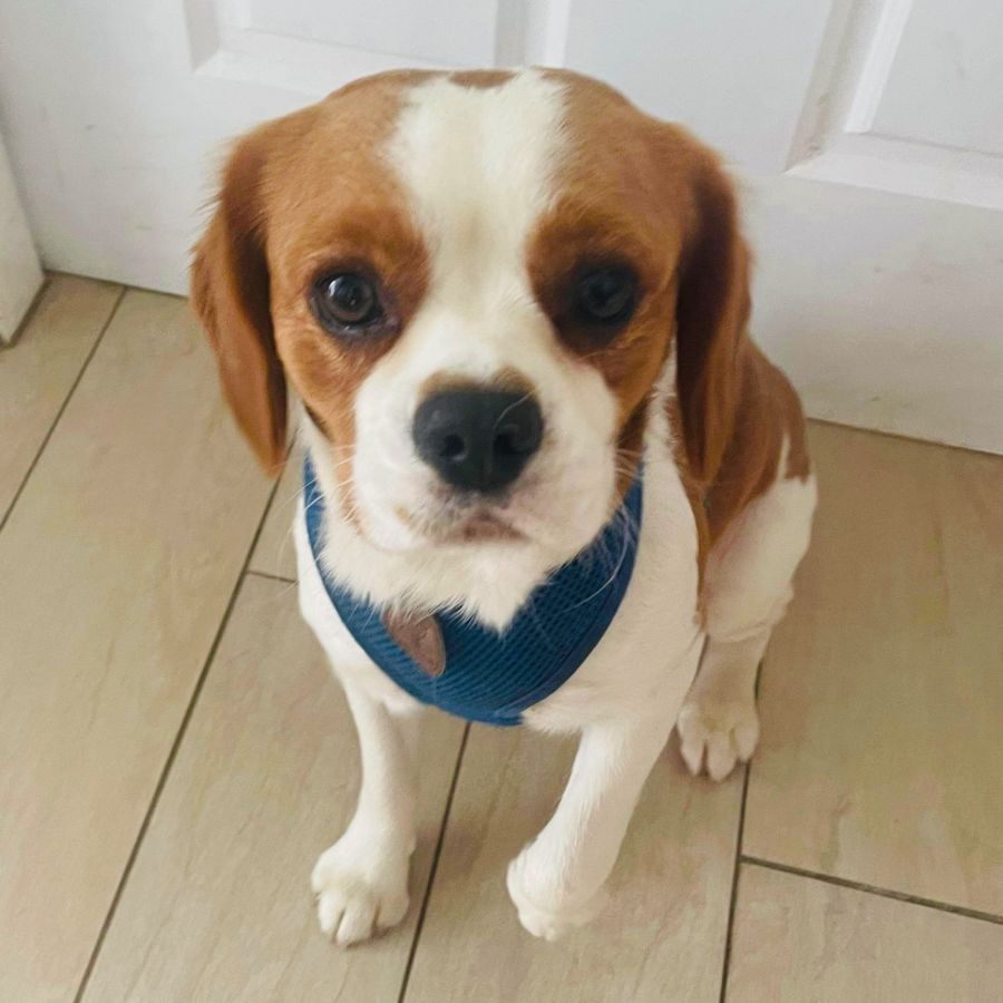 Ronnie - Small Male Cavalier King Charles Spaniel x Beagle Mix Dog in ...