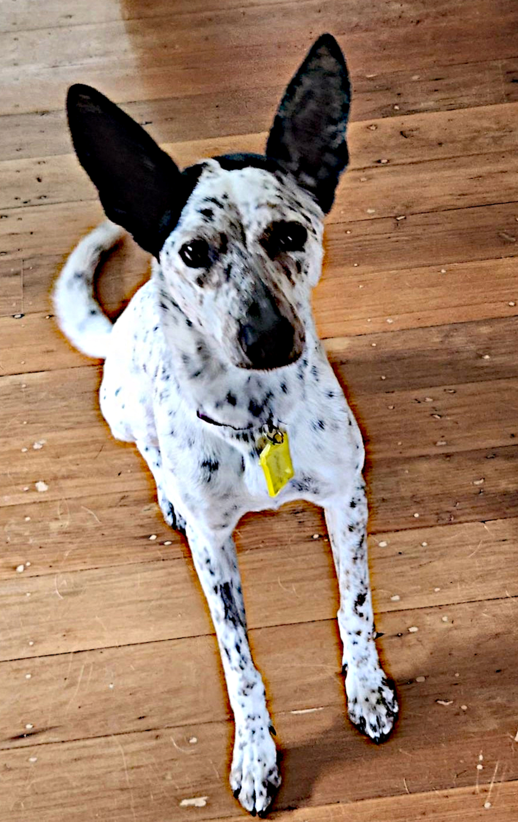 Summer - Small Female Whippet x Heeler Mix Dog in NSW - PetRescue