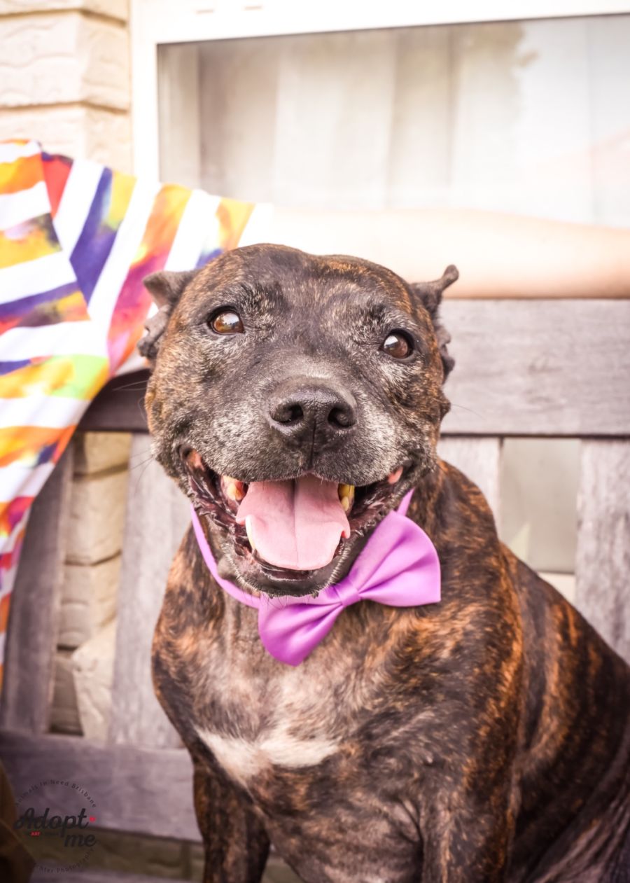 Roxy - Medium Female Staffy Dog in QLD - PetRescue