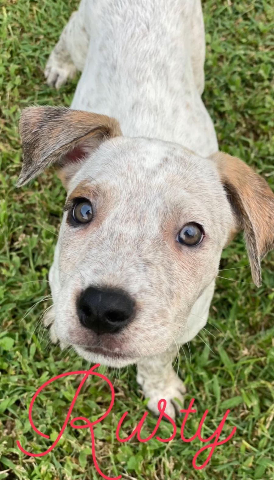 Ranger and Rusty - Medium Male Cattle Dog x Border Collie Mix Dog in QLD - PetRescue
