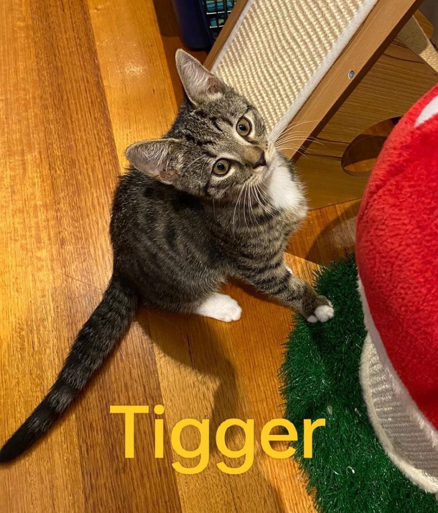 Tigger - Male Domestic Short Hair Cat in VIC - PetRescue