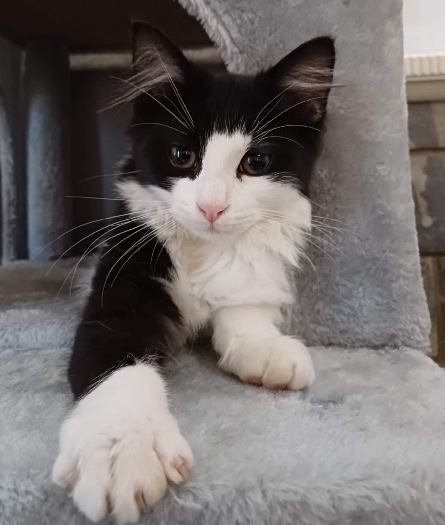 Boof - Male Domestic Medium Hair Cat in VIC - PetRescue