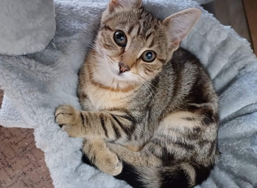 Tigger - Female Domestic Short Hair Cat in VIC - PetRescue